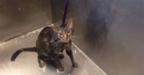 Gato Hablador Grita No” A La Hora De La Ducha Rosario3
