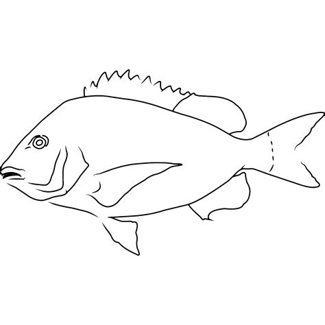 Premium Vector Sheepshead Hand Sketched Hand Drawn Vector Clipart