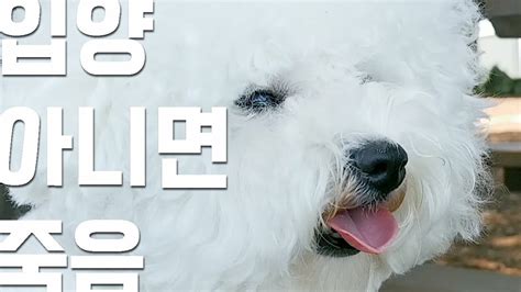 입양 아니면 죽음10일안에 결정되는 강아지의 운명 유기견 Adoption Or Death Youtube