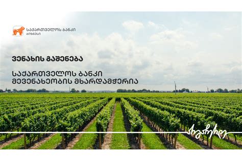 საქართველოს ბანკის მხარდაჭერით გორში ვენახი გაშენდა Entrepreneur