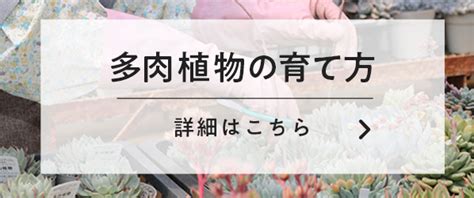 川崎市宮前区の多肉植物の生産販売│タナベフラワー