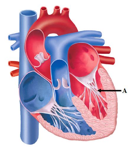 Bio 245 Cardiovascular System Flashcards Quizlet