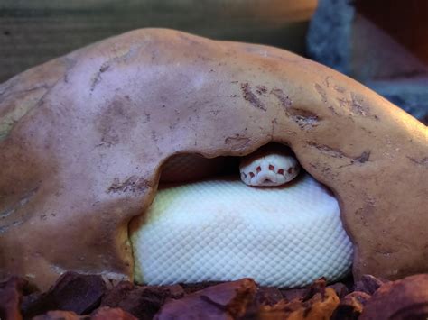 Snoot Rballpython