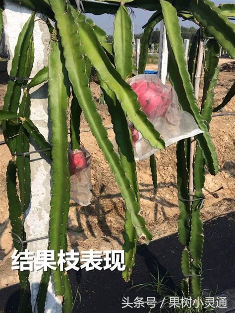火龍果品種圖解之聖龍自花品種授粉穩定 每日頭條