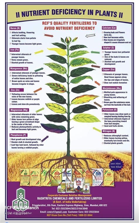 5 Common Nutrient Deficiencies In Plants Artofit