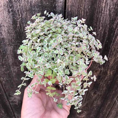 Plants Outdoor And Gardening Variegated Sedum U2018little Missyu2019 Live Succulent Pe