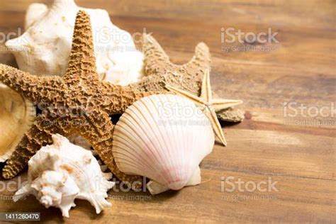 다양한 조개 껍질 수집 모래 달러 콘치 가리비 별 물고기 배경은 거친 나무입니다 0명에 대한 스톡 사진 및 기타 이미지 Istock