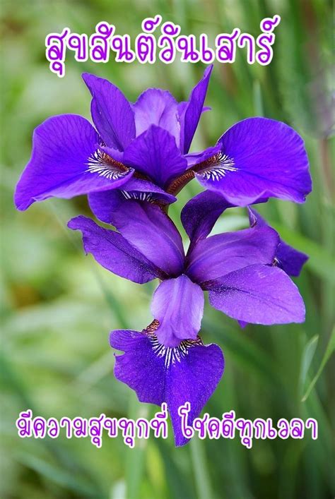 ปักพินโดย ‘pharat ใน สวัสดีวันเสาร์ สวัสดีตอนเช้า ดอกไม้สีม่วง กล้วยไม้