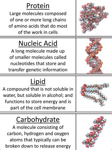 Macromolecules Word Wall Cards Carbohydrates Lipids Proteins