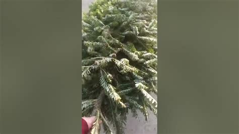 Treeeeeeeeee Youtube