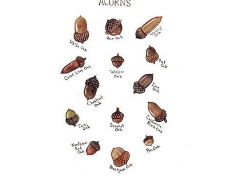 Vermont Backyard Birds Field Guide Art Print Watercolor Etsy