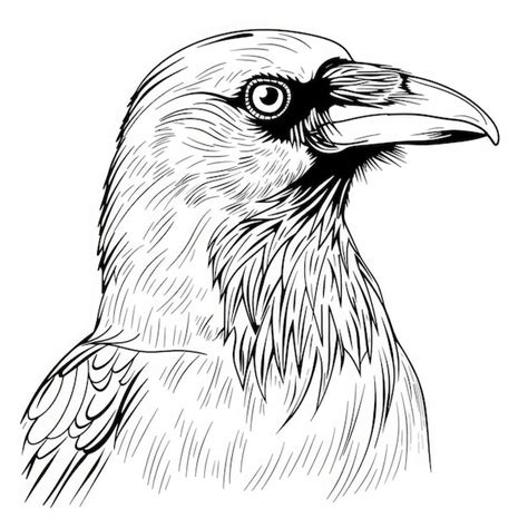 Coloring Page Black And White Line Art Drawing Of A Ravens Head