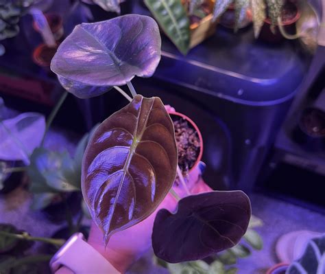 Question 1st Time With Thrip Larvae Rplantclinic