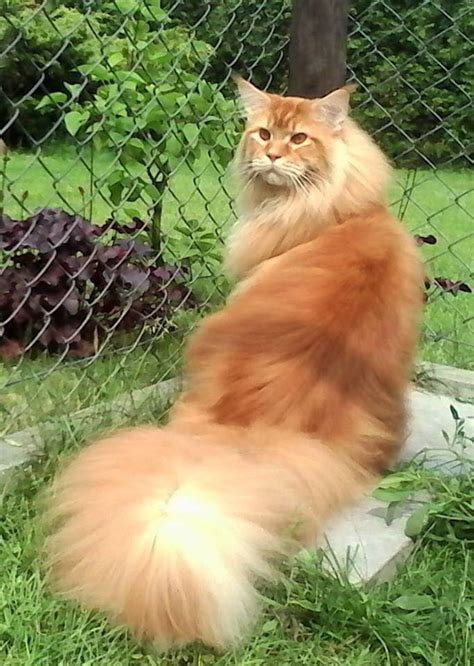 Everything You Need To Know About Orange Maine Coon Cats
