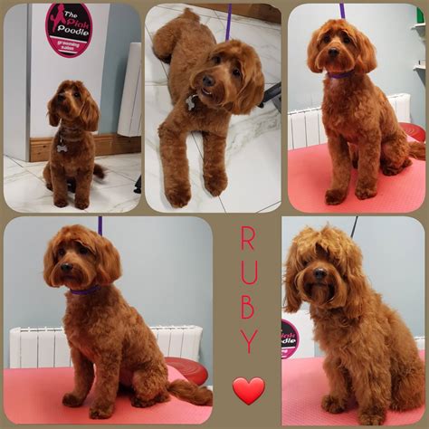 Meet Cavachon Ruby 🐕 She The Pink Poodle Grooming Salon Facebook