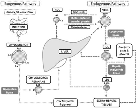 Severe Gestational Hypertriglyceridemia A Practical Approach For