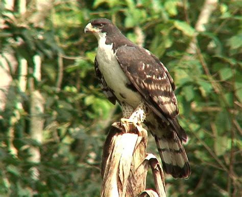 Cassins Hawk Eagle Alchetron The Free Social Encyclopedia