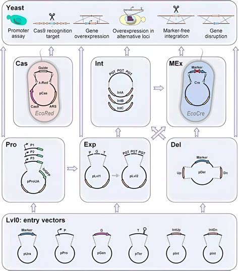 A Dna Assembly Kit To Unlock The Crispr Cas9 Potential For Metabolic