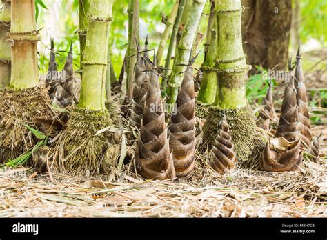 Bamboo Shoots Plant