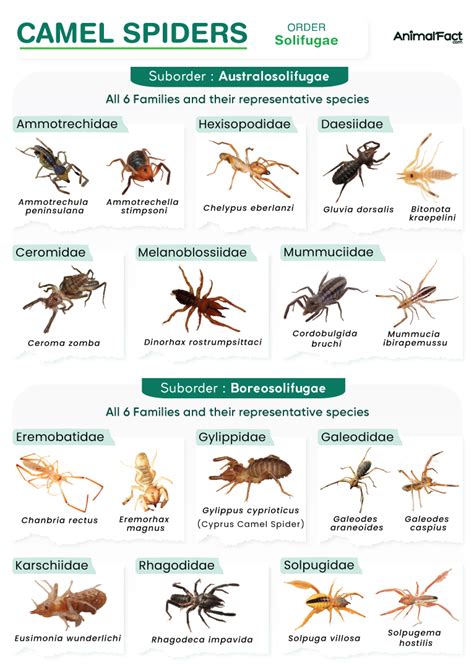 Camel Spider Vs Goliath Spider