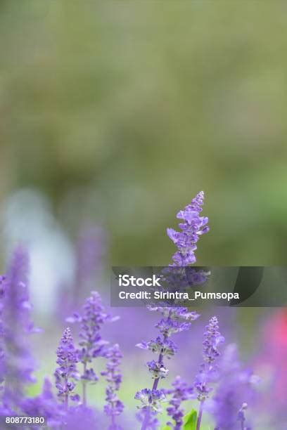 소프트 포커스 다채로운 꽃 배경으로 정원 관상 식물 봄에 피 블루 샐비어 꽃의 클로즈업 0명에 대한 스톡 사진 및 기타 이미지 Istock