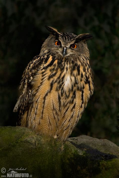 Bubo bubo Pictures, Eagle Owl Images, Nature Wildlife Photos | NaturePhoto