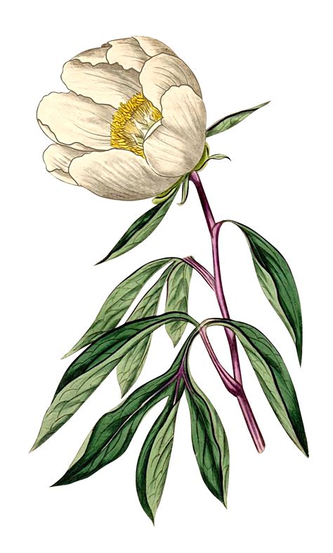 Sketched Botanical Prints