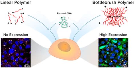 Publications Kumar Biomaterials Lab