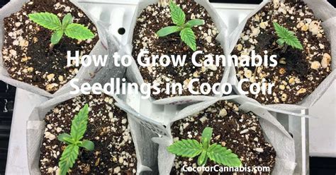 Cannabis Seedlings Care How To Grow Cannabis Seedlings In Coco Coir Coco For Cannabis