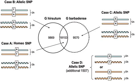 Schematic Partitioning Of The 39099 Variant Positions Between Intra Download Scientific