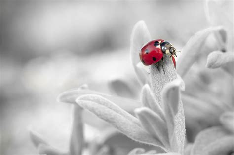ヘテムル heteml サーバにlaravelを設定する方法（その3） team ladybird