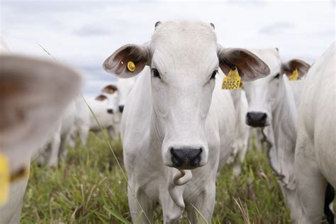 Cgiar Initiatives Highlight Sustainable Livestock Investments For Rangeland Restoration At