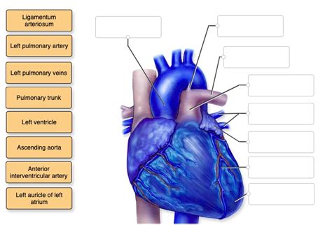 Ligamentum Arteriosum Left Pulmonary Artery Left Pulmonary Veins