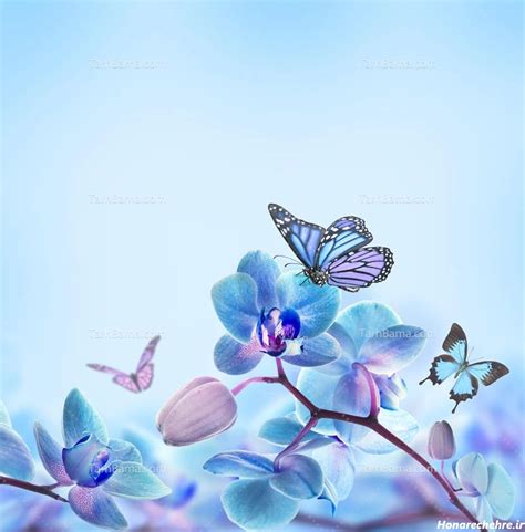 22 عکس پروانه آبی رنگ با پس زمینه جذاب