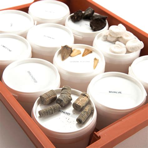 Fossil Class Pack Rocks And Fossils Tts