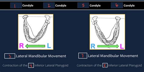 Lecture 3 Mandibular Movements Maximum Intercuspation Centric