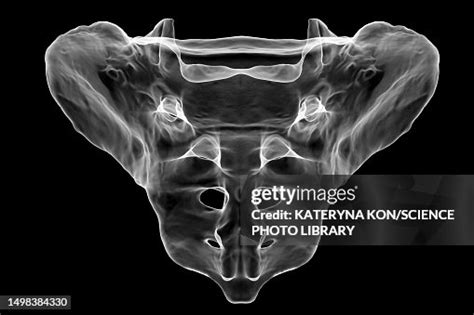 Sacrum Bone Illustration High Res Vector Graphic Getty Images