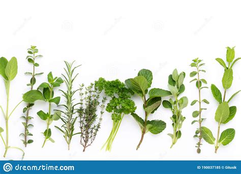 白色背景中的草药香料 顶视图 库存图片 图片 包括有 新鲜 工厂 迷迭香 阿诺德 成份 牛至 190037185