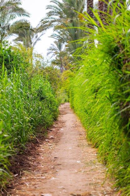 Premium Photo Dirt Trail Amidst Grass At Park