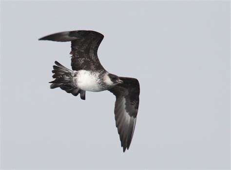 道東の野鳥情報 2019