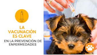 Prevención De Enfermedades Cuidar A Tu Mascota Y A Tu Familia