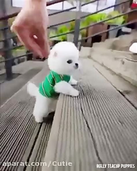 سگ پشمالوسگ بانمکسگ