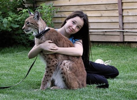 Eurasian Lynx Solitary Predator With Unique Hunting Skills