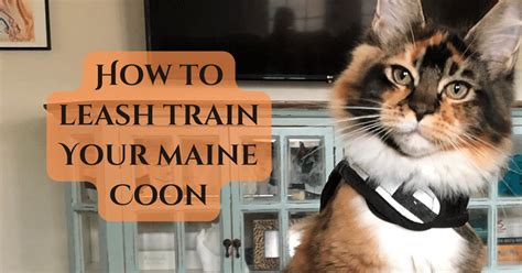 Maine Coon Leash Training In Six Easy Steps