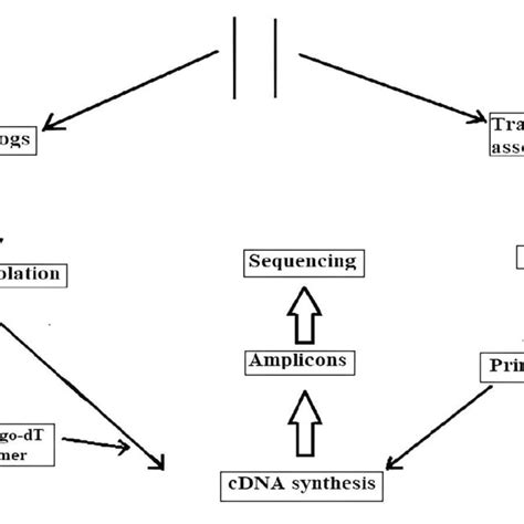 Diagram Showing Targeted Dna Sequencing Method Source Rončević Et Download Scientific Diagram