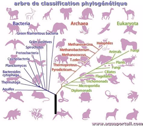 Classification Phylogénétique Définition Et Explications