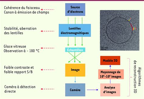 Diagramme Et Fonctions Du Microscope Microscope Optique à Fond Clair
