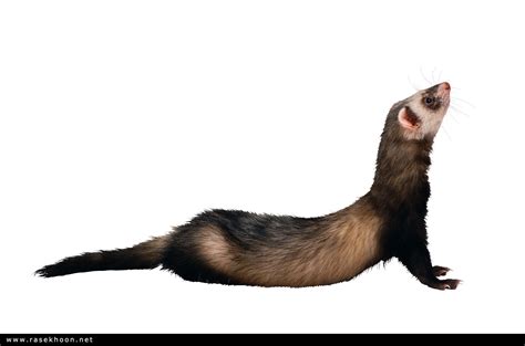 حیوانات اهلی