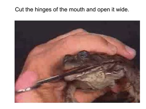 How To Dissect A Frog 2014 Ppt