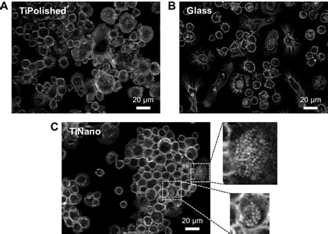 Actin Labeling Of Macrophage On Tipolished A Glass B And Tinano Download Scientific